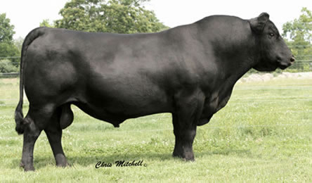 Grassy Valley Angus