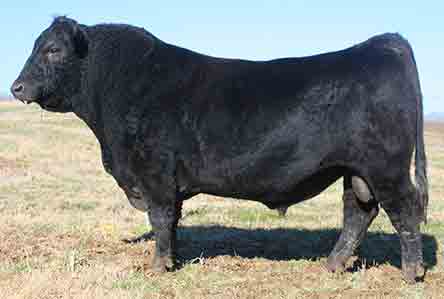 Grassy Valley Angus